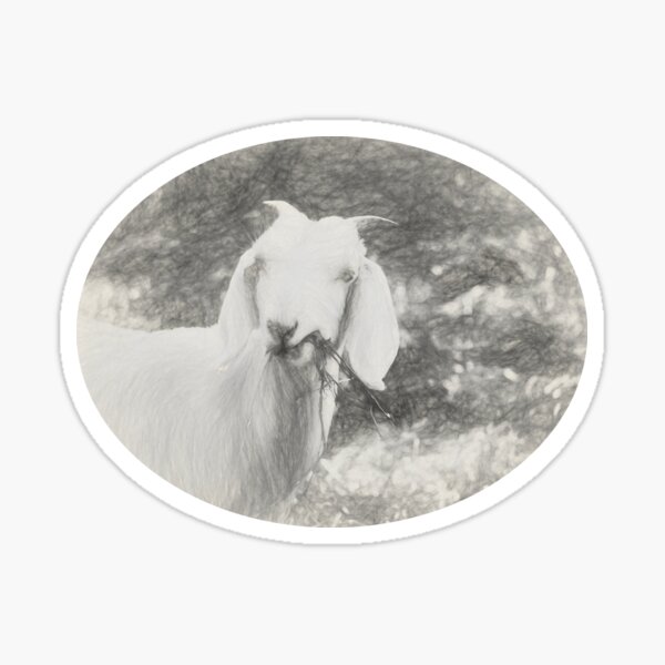 "Artistic goat grazing black and white portrait" Sticker for Sale by ...