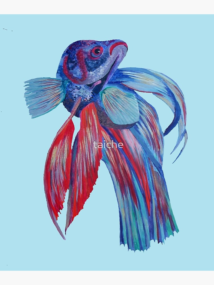 Impression photo « Poisson de combat siamois bleu et rouge Betta ...