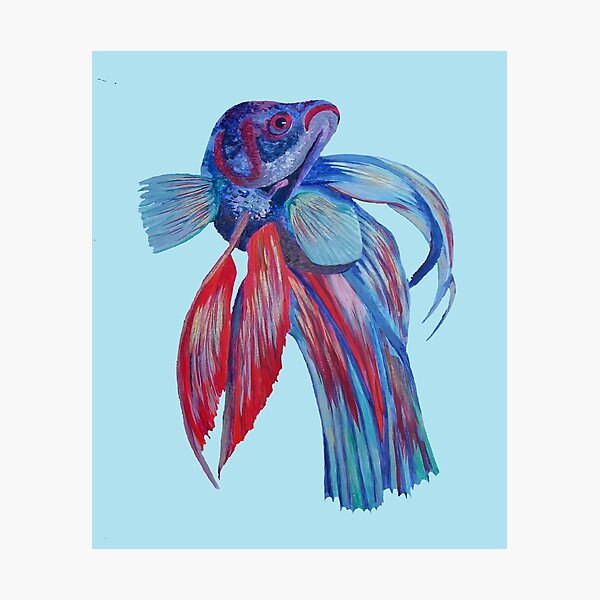 Impression photo « Poisson de combat siamois bleu et rouge Betta ...