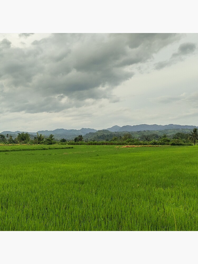 "Rice Fields in Conner, Apayao" Poster for Sale by Kasiyana | Redbubble