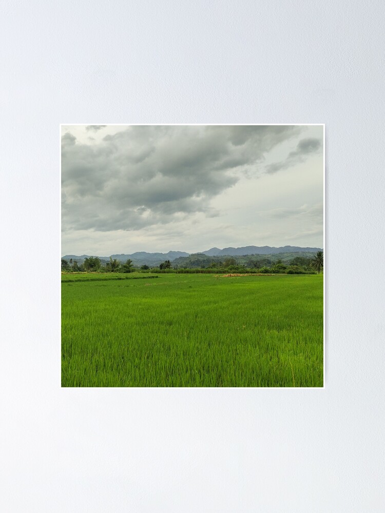 "Rice Fields in Conner, Apayao" Poster for Sale by Kasiyana | Redbubble