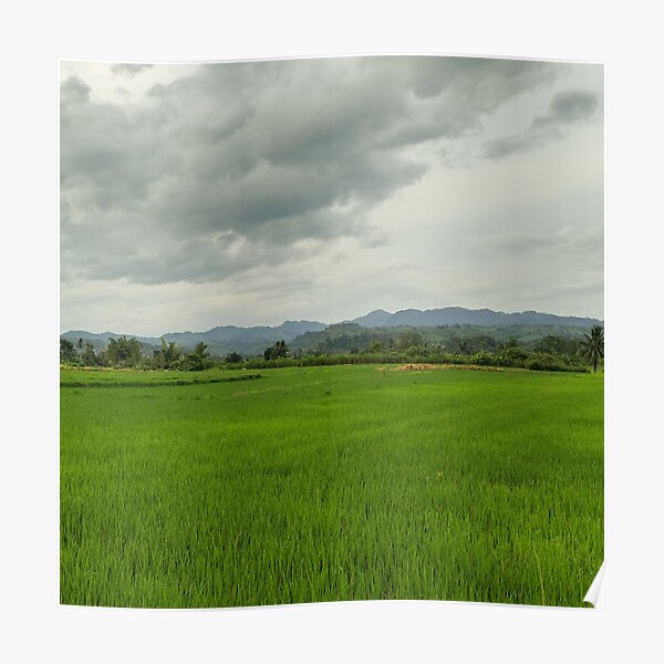 "Rice Fields in Conner, Apayao" Poster for Sale by Kasiyana | Redbubble