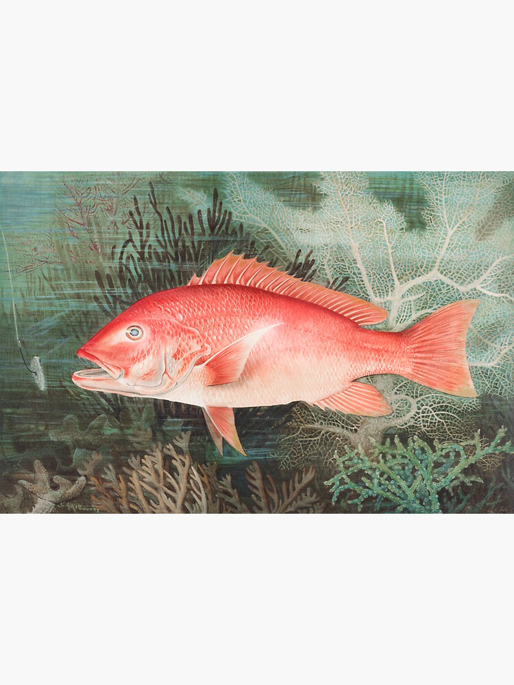 "Northern Red Snapper" Sticker for Sale by Saurios | Redbubble