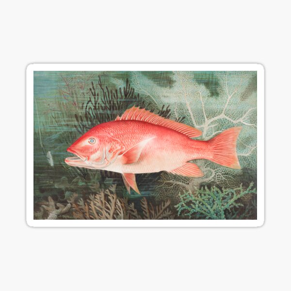 "Northern Red Snapper" Sticker for Sale by Saurios | Redbubble