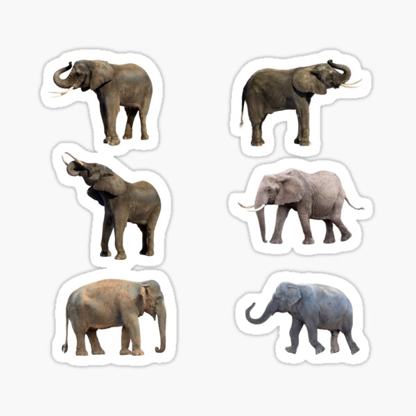 "Elephant sticker pack" Sticker for Sale by FanTalCreations | Redbubble