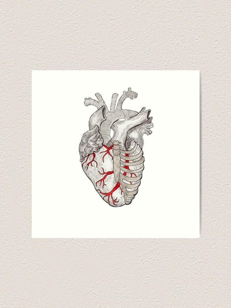 "Anatomical Heart in a Ribcage with Stylized Ribs and Red Blood Vessels ...