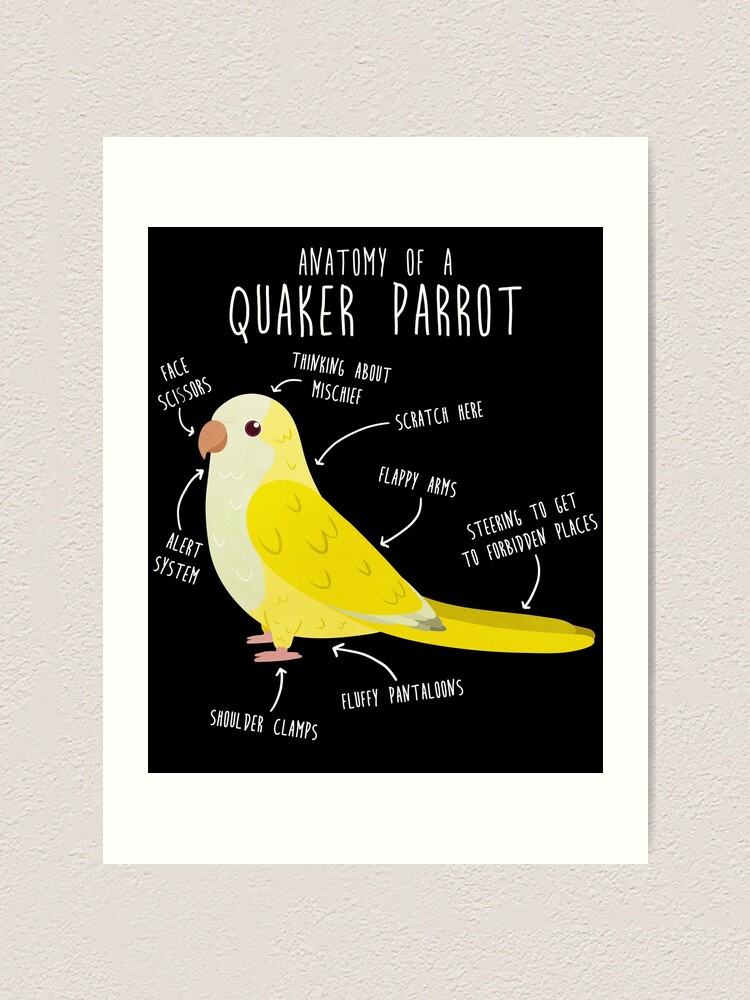 "Anatomy of a Lutino Quaker Parrot" Art Print by Psitta | Redbubble