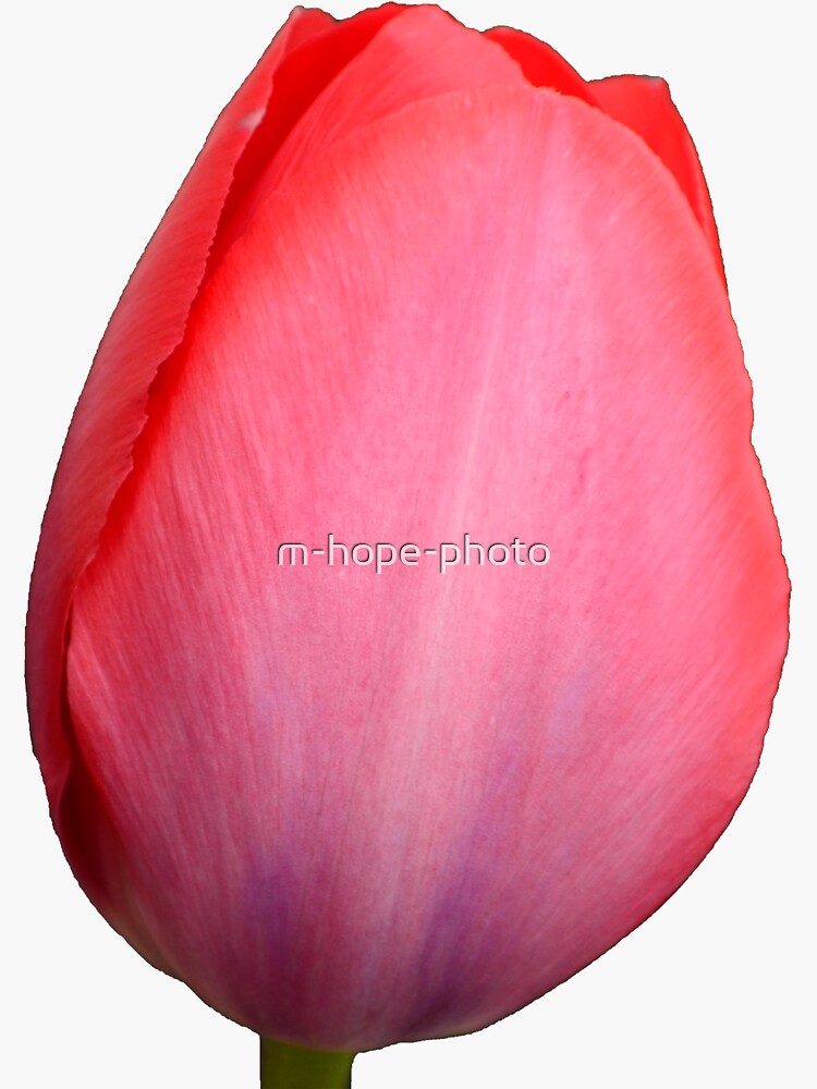"Pink Tulip" Sticker by m-hope-photo | Redbubble