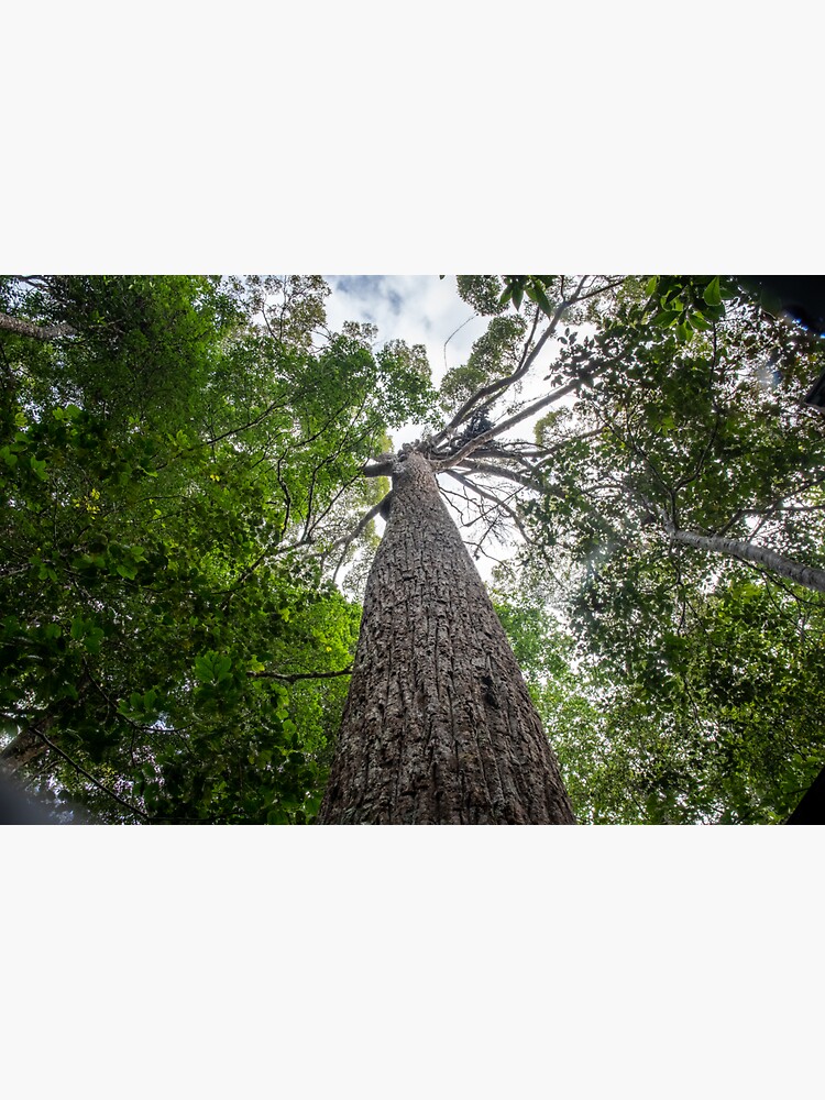 "A giant Meranti tree at the Penang Hill UNESCO Biosphere Reserve ...