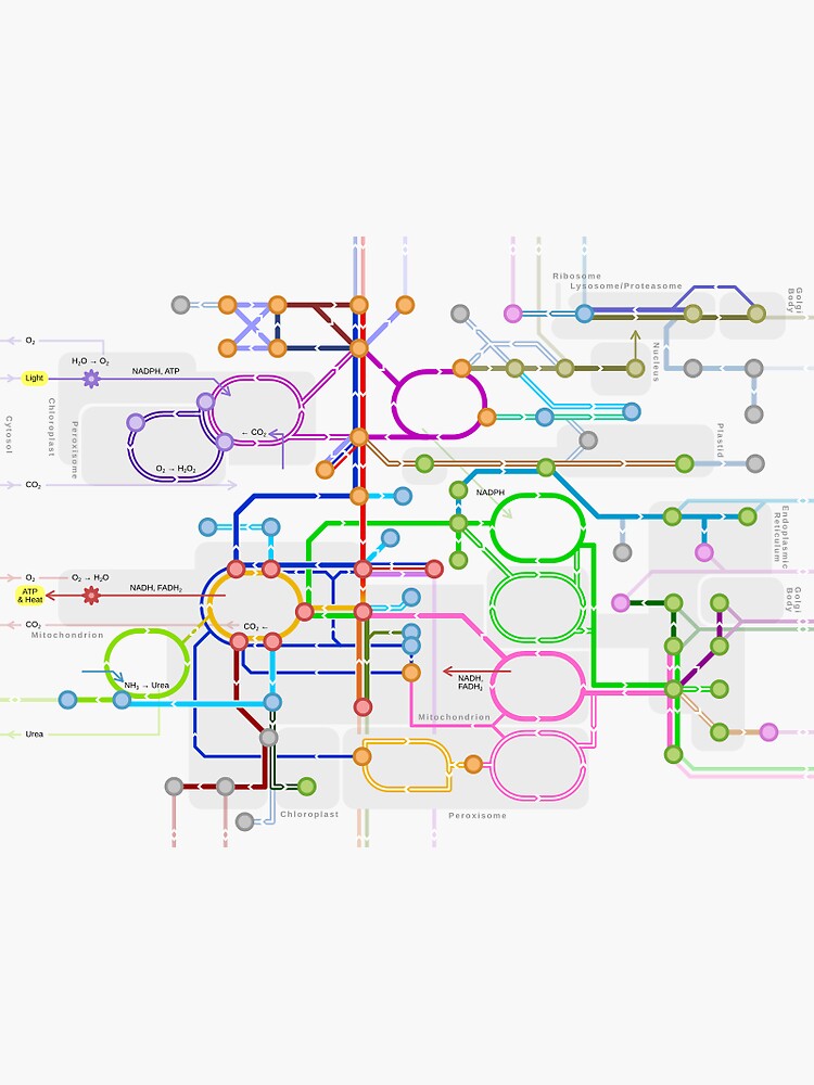 "biochemistry metabolic path metro subway map" Sticker for Sale by ...