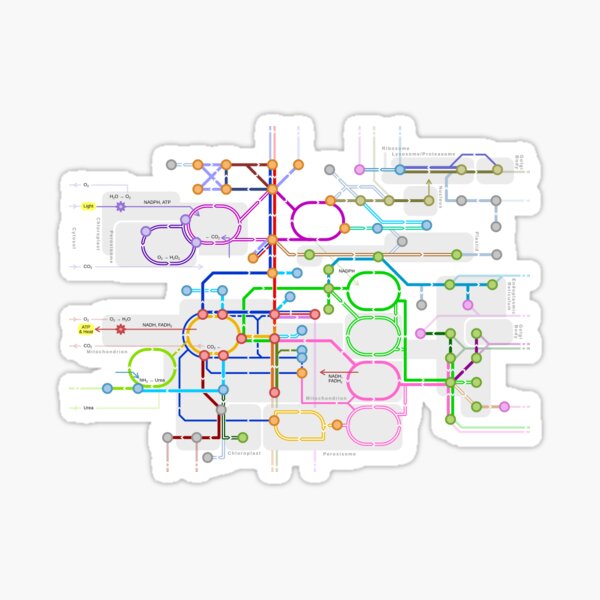 "biochemistry metabolic path metro subway map" Sticker for Sale by ...