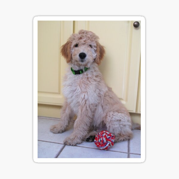 "Henry" Sticker for Sale by ephotocard | Redbubble