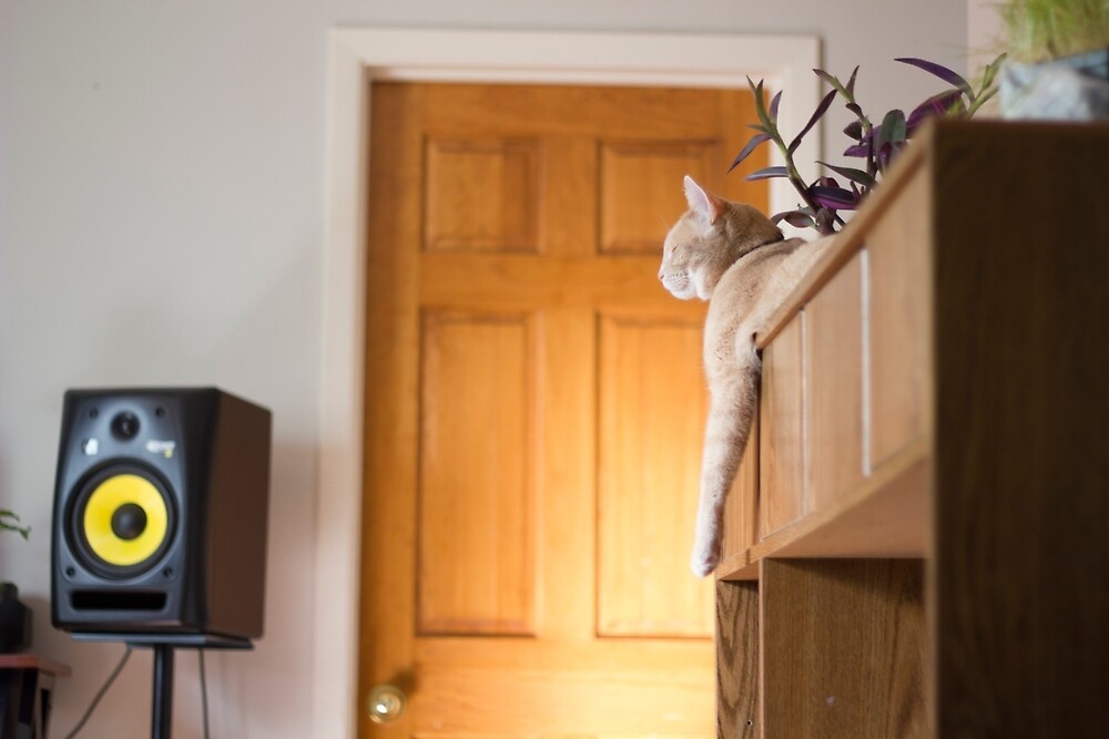 "Kurt's Cat" by KurtAstro | Redbubble