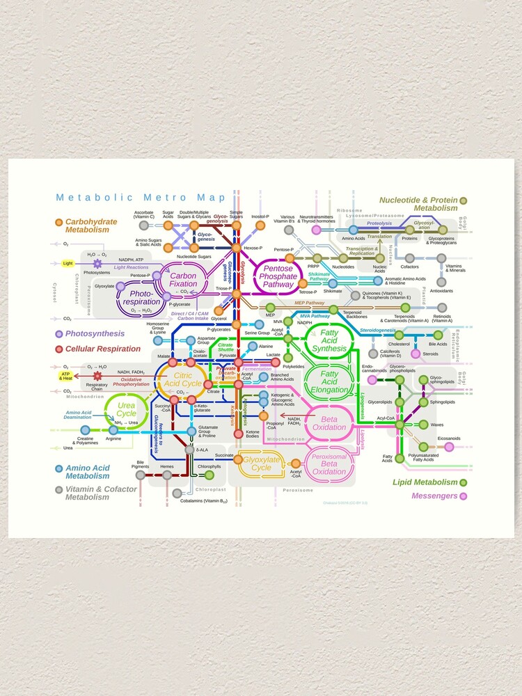 "metabolic metro map biochemistry pathway" Art Print for Sale by kdierksart | Redbubble