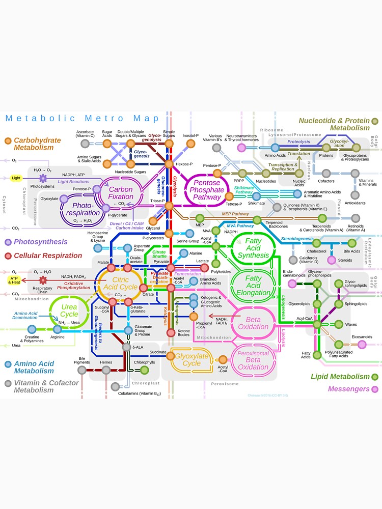 "metabolic metro map biochemistry pathway" T-shirt for Sale by ...