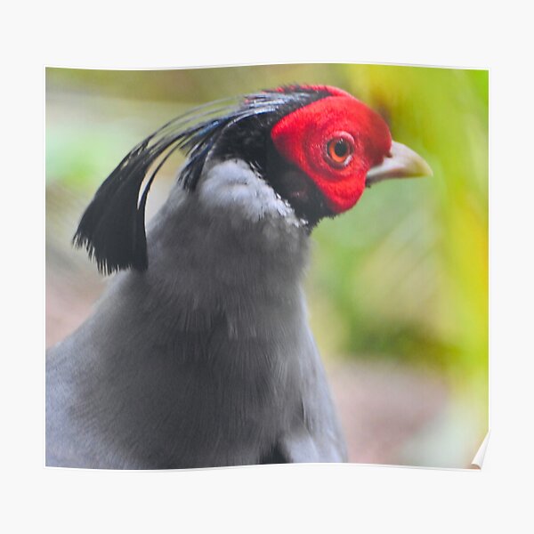 "Red Rooster" Poster by T-MarieStudio | Redbubble