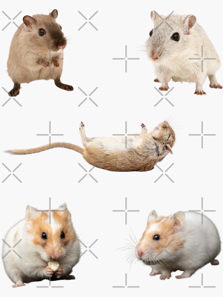 "Hamster Pack Sticker" Sticker for Sale by Coczzi | Redbubble