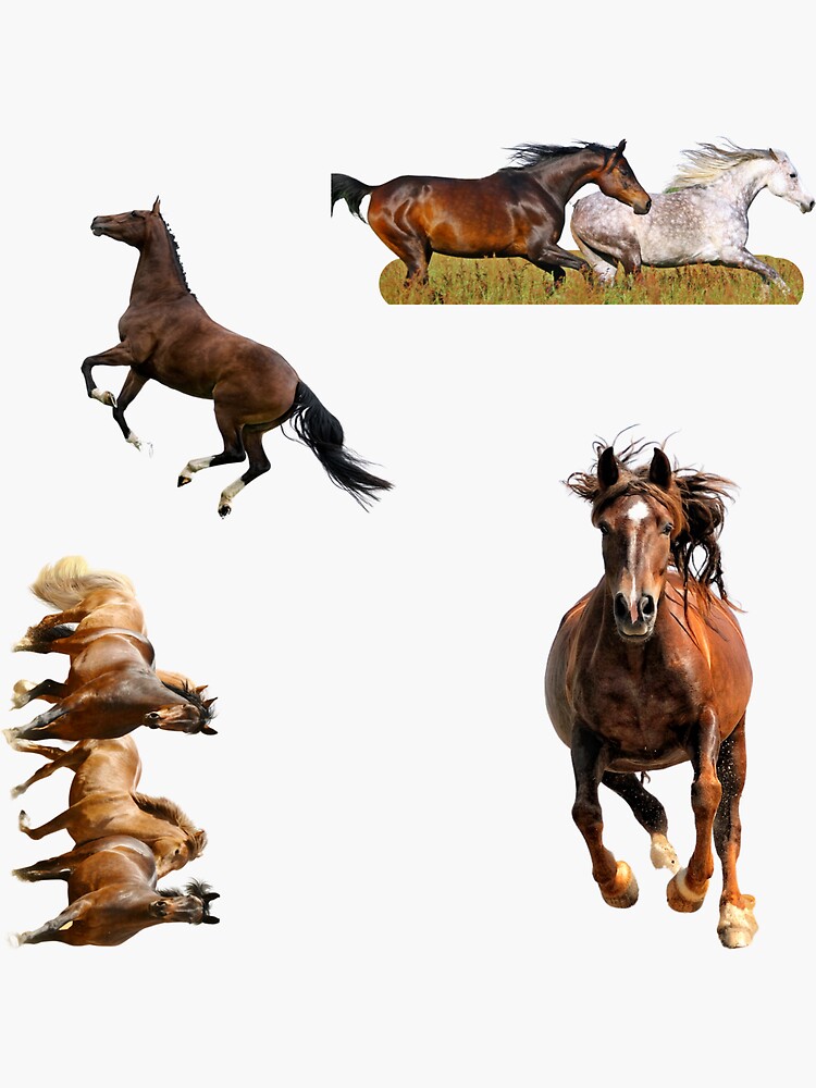 "2nd Running Horse Stickers Bundle, Horse Lover Essential Package ...