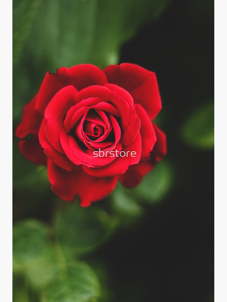 "rose avenue" Sticker for Sale by sbrstore | Redbubble