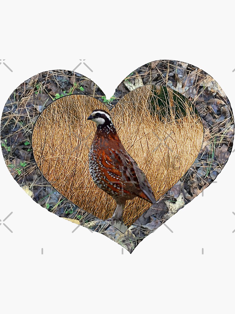 "Bobwhite Quail in Camouflage Heart Design for Quail Hunters and ...