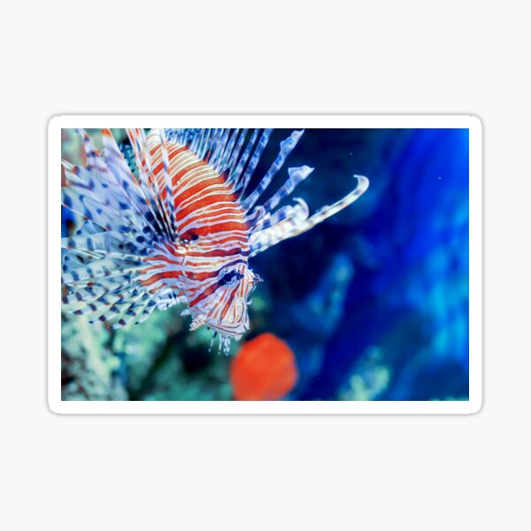 "Red lionfish or zebrafish underwater" Sticker for Sale by lena ...