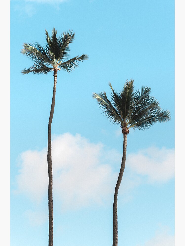 "Two Palm Trees Together" Sticker for Sale by twopalmtree | Redbubble