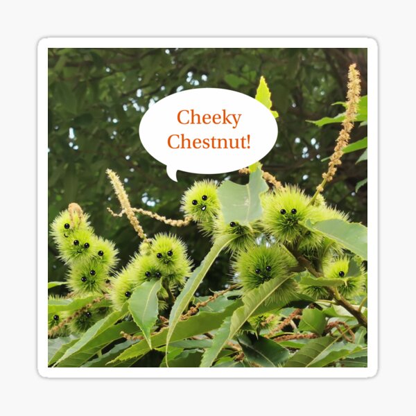 "Cheeky Chestnut!" Sticker for Sale by Bumpulous | Redbubble