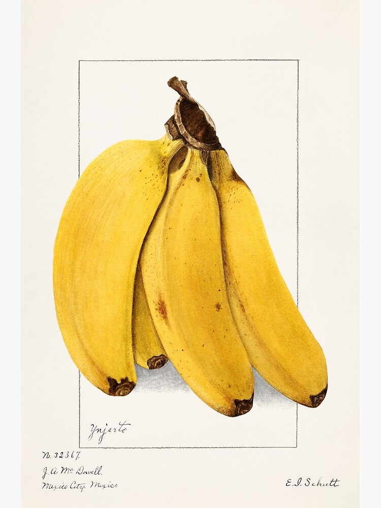 "vintage banana poster-style art print" Poster for Sale by ...