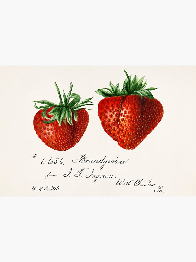 "vintage strawberries poster-style illustration" Poster for Sale by ...