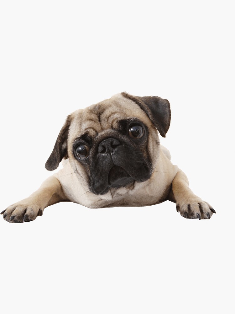 "Mops" Sticker von hcpeck | Redbubble