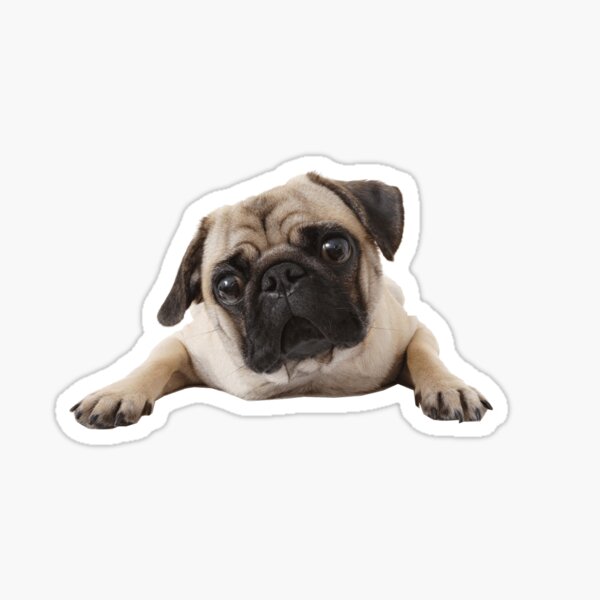 Cute Pug Stickers | Redbubble
