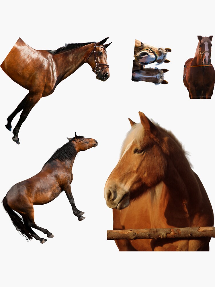 "1st Thoughtful Horse Stickers Bundle, Horse Lover Essential Package ...