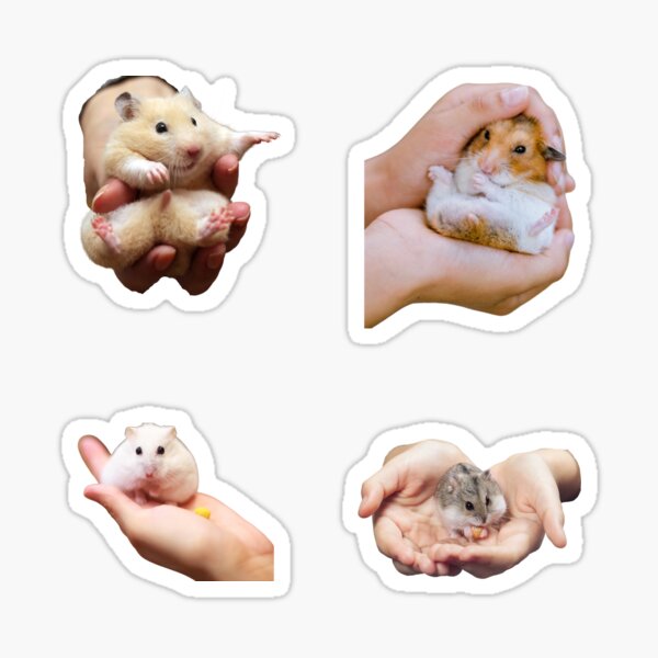 "1st Human Holding Hamster Stickers Package. Cute Hamsters For Every ...