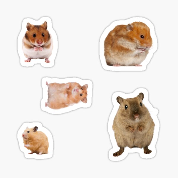 "1st Begging Hamster Stickers Package. Cute Hamsters For Every Hamster ...