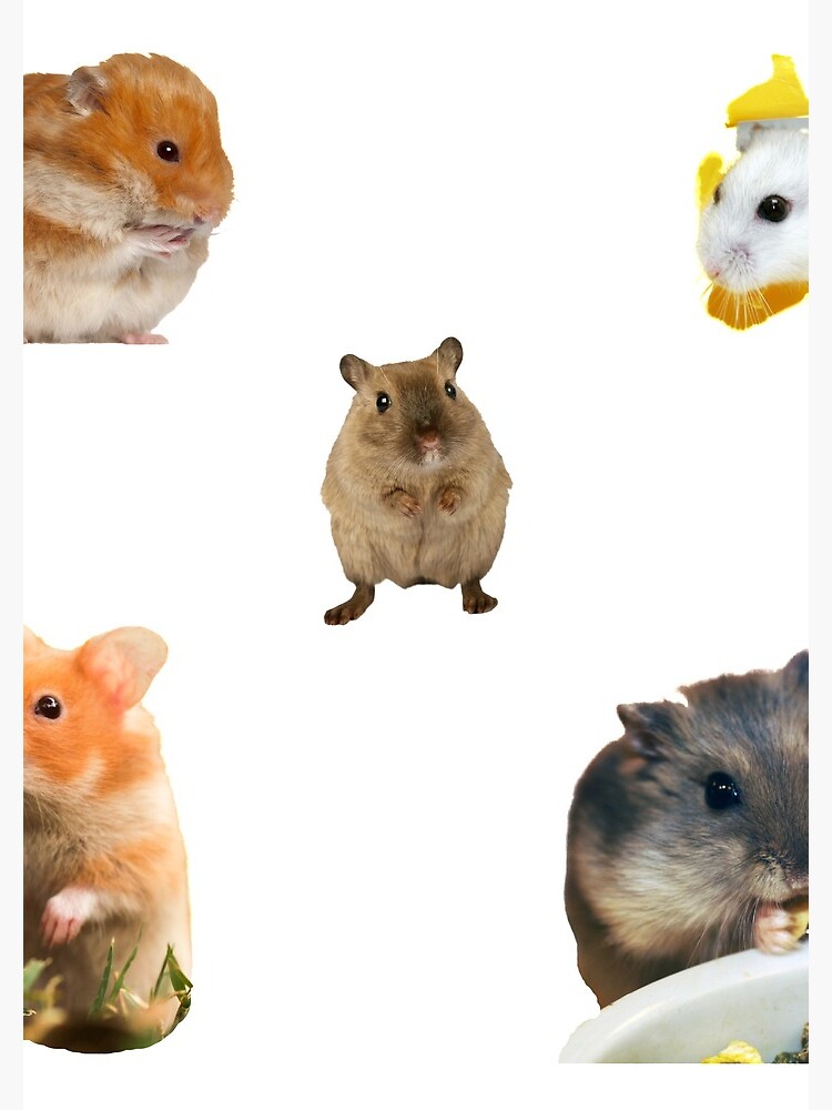 "1st Funny Hamster Stickers Package. Cute Hamsters For Every Hamster ...
