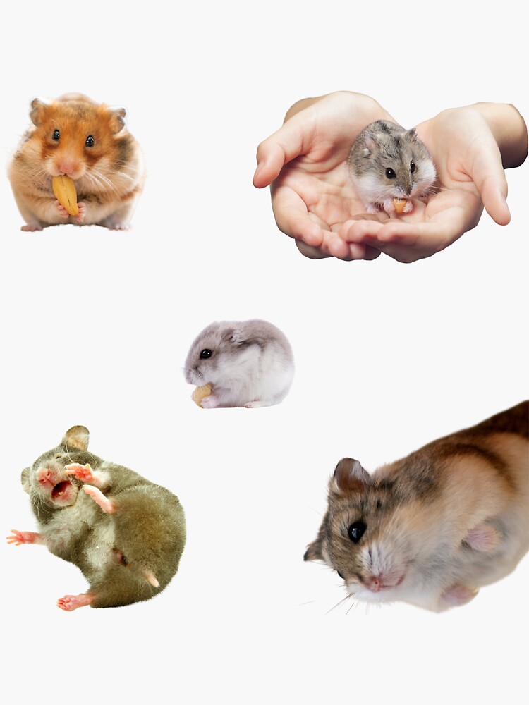 "3rd Funny Hamster Stickers Package. Cute Hamsters For Every Hamster ...
