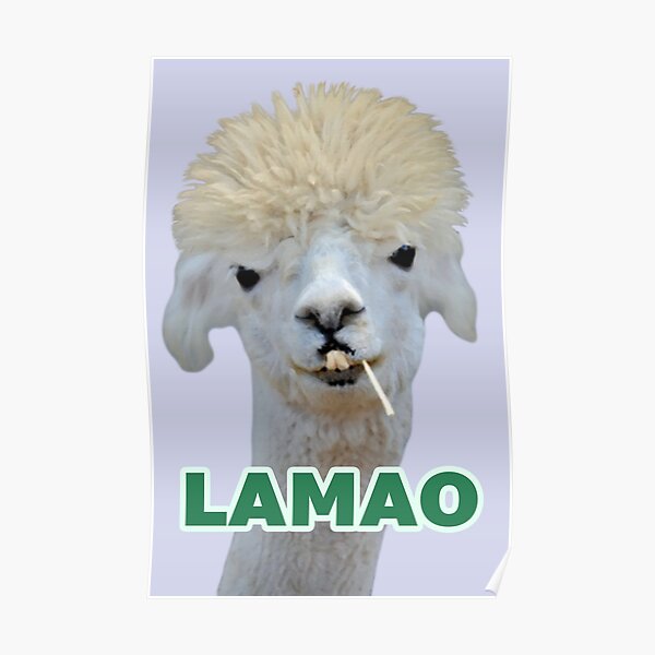 "LAMAO lmao lama fun meme design" Poster by ushilkov | Redbubble