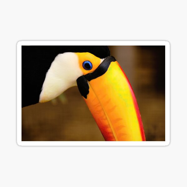 "Toco" Sticker for Sale by Kiran-Fine-Art | Redbubble