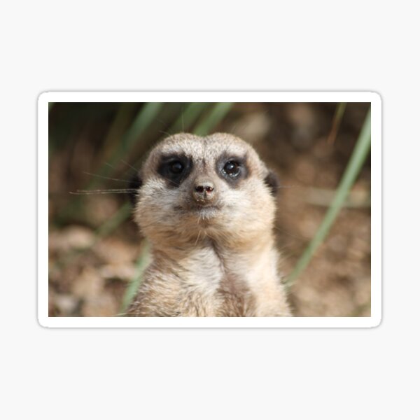 "Meerkat" Sticker for Sale by Art-In-A-Lense | Redbubble
