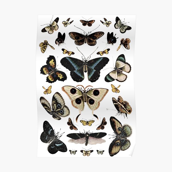 "Butterfly Anatomy" Poster for Sale by JuVentura | Redbubble