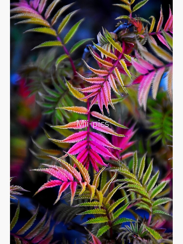 "Multi-colored plant | Nature photography" Poster for Sale by Mii-pics ...