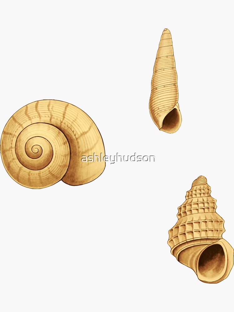 "seashells sticker pack" Sticker for Sale by ashleyhudson | Redbubble
