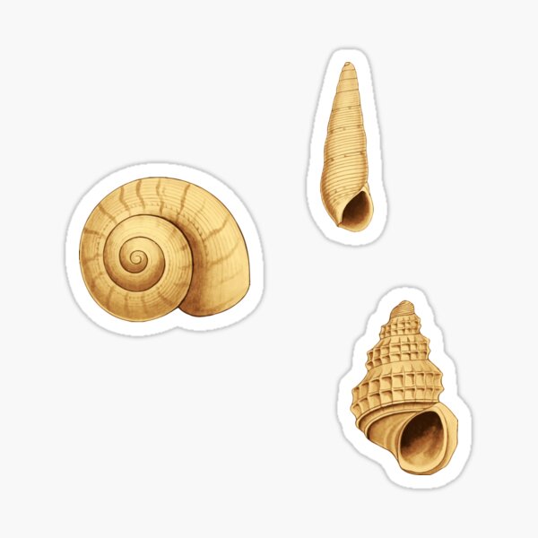 "seashells sticker pack" Sticker for Sale by ashleyhudson | Redbubble