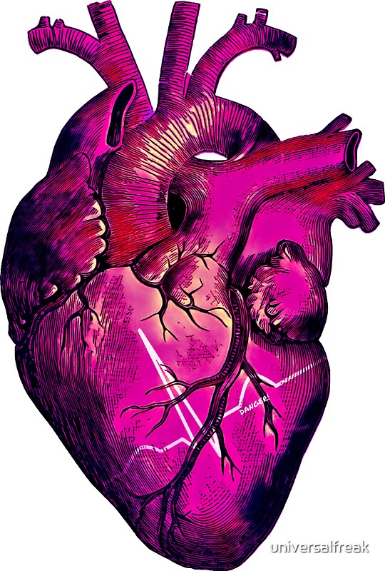 Anatomical Heart: Stickers | Redbubble