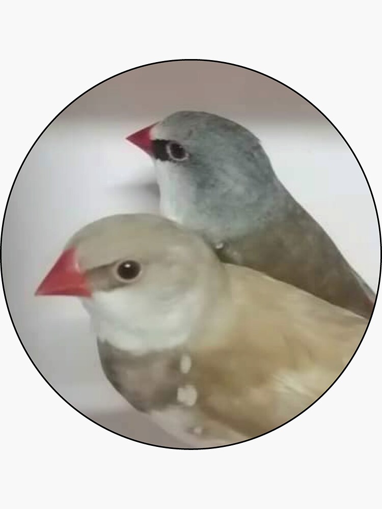 "Finch Birds " Sticker for Sale by finecdart | Redbubble
