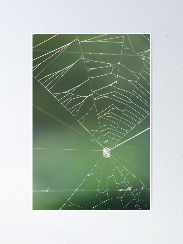 "Spider Web" Poster by Emma-Menz | Redbubble