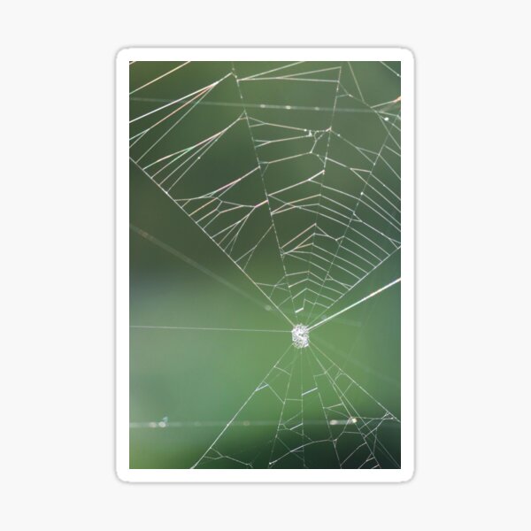 "Spider Web" Sticker for Sale by Emma-Menz | Redbubble