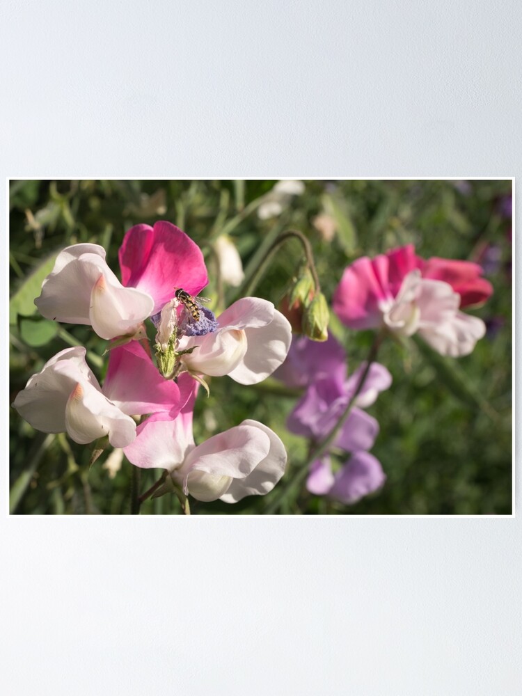 "Native Bees in the Sweet Peas" Poster by colinsart | Redbubble