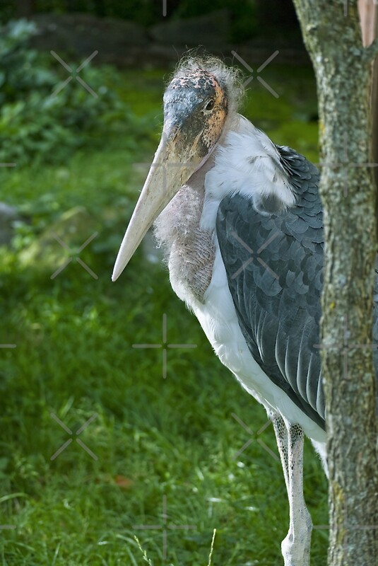 "Marabou" by Vac1 | Redbubble