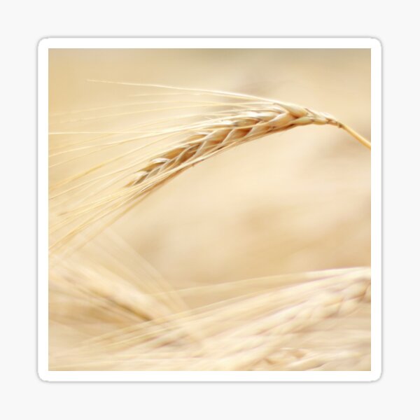 "Pure Grain" Sticker for Sale by thtCMRAguy | Redbubble